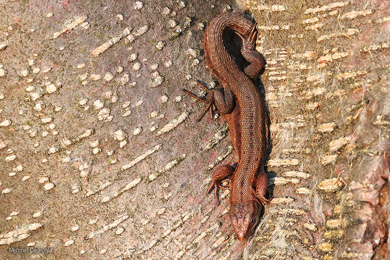 Sisilisko - Suomenojan luonto