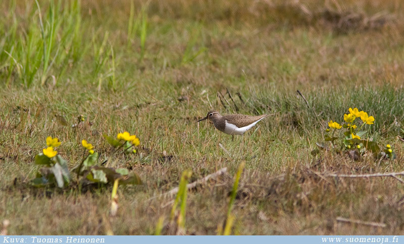 Muut alueella pyörähtävät linnut - Suomenojan luonto