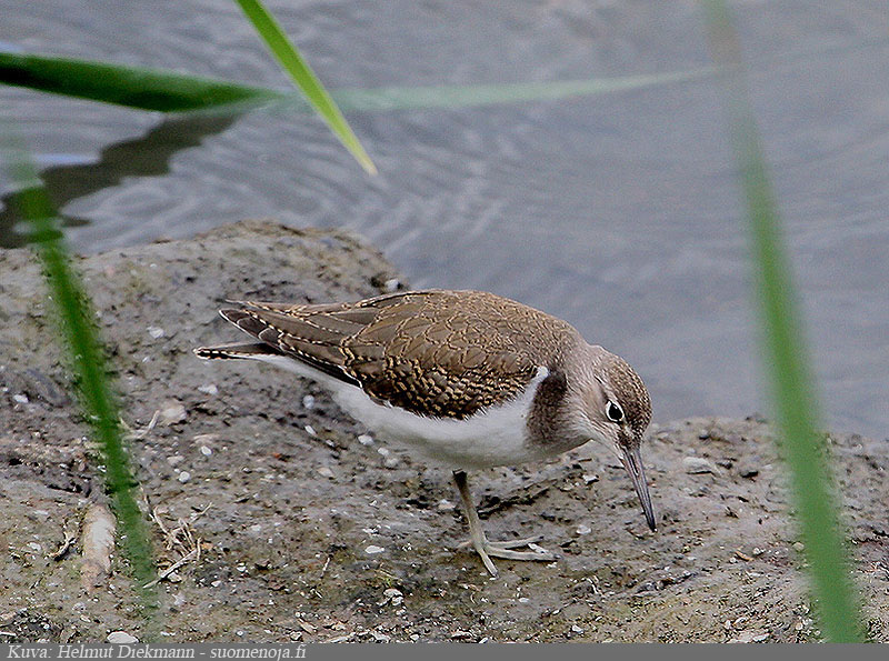 Muut alueella pyörähtävät linnut - Suomenojan luonto