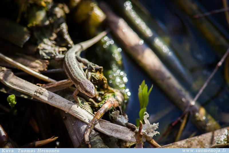 Sisilisko - Suomenojan luonto
