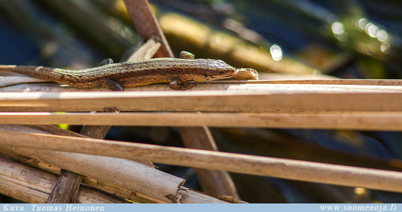 Sisilisko - Suomenojan luonto