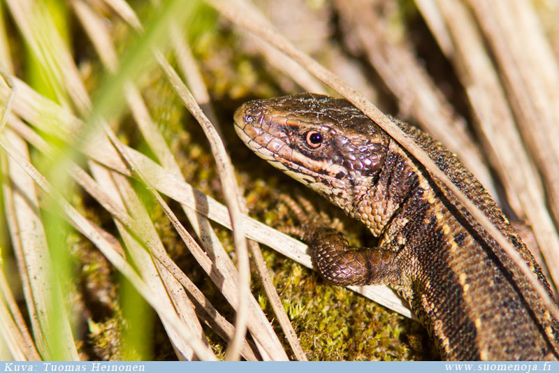 Sisilisko - Suomenojan luonto