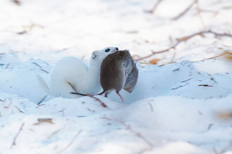 Erikoinen sää, revontulia, saalistava lumikko ja punatulkkuja ...