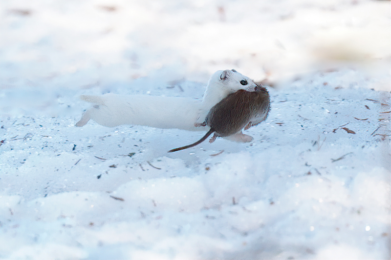 Erikoinen sää, revontulia, saalistava lumikko ja punatulkkuja ...