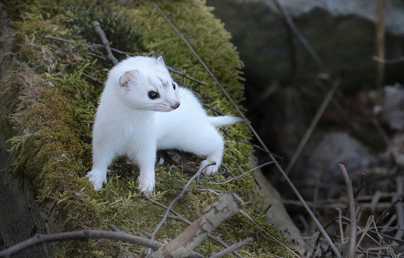 GC64DTW Mäkelänvuoren elukat - Lumikko (Traditional Cache) in Finland ...