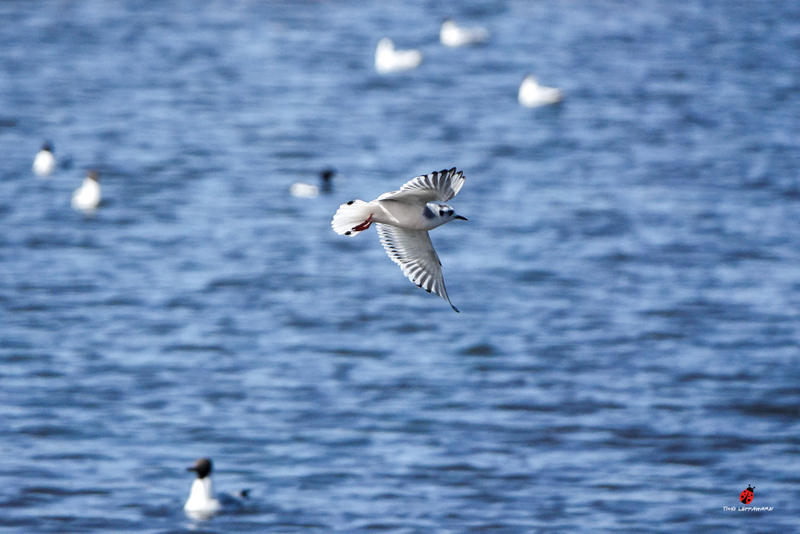Pikkutyllejä, pikkulokkeja, pikku-uikun bongausta. Viikko 17/2019 ...