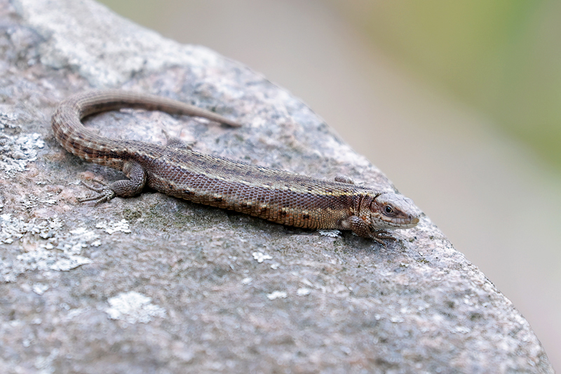 Poikueita ja lokkilaskentoja. Viikko 21/2023 - Suomenojan luonto