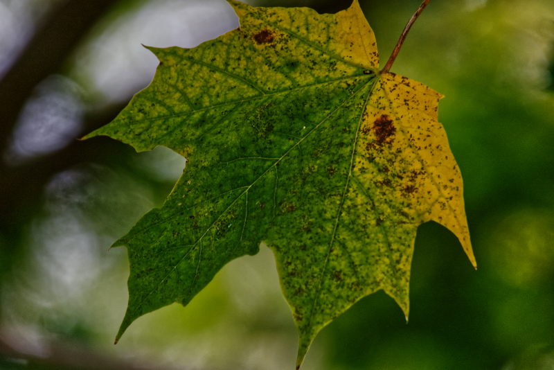 Kohti talvea viikot - 40-44/2023 - Suomenojan luonto